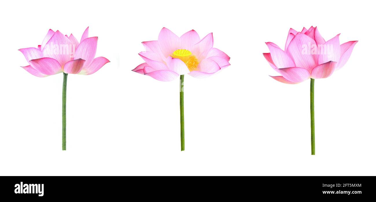 collection of lotus isolated on white background Stock Photo - Alamy