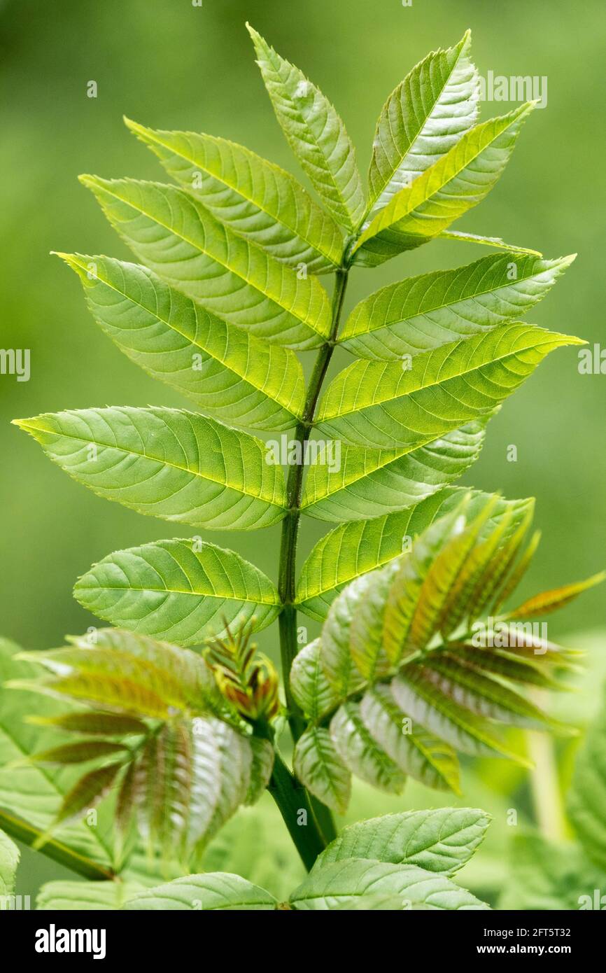 Common Ash leaf Fraxinus excelsior leaves Stock Photo - Alamy