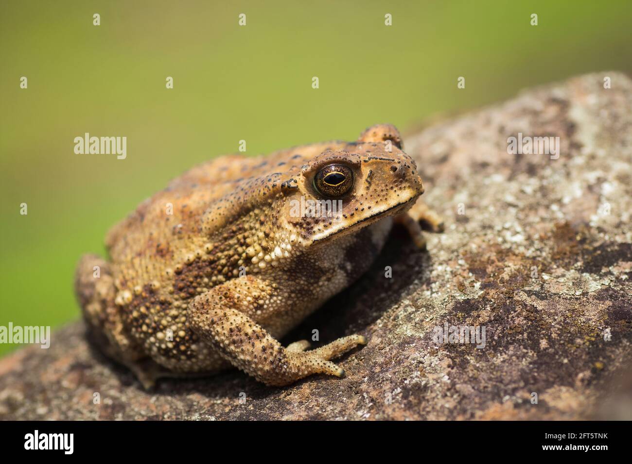 Indian common toad hi-res stock photography and images - Alamy
