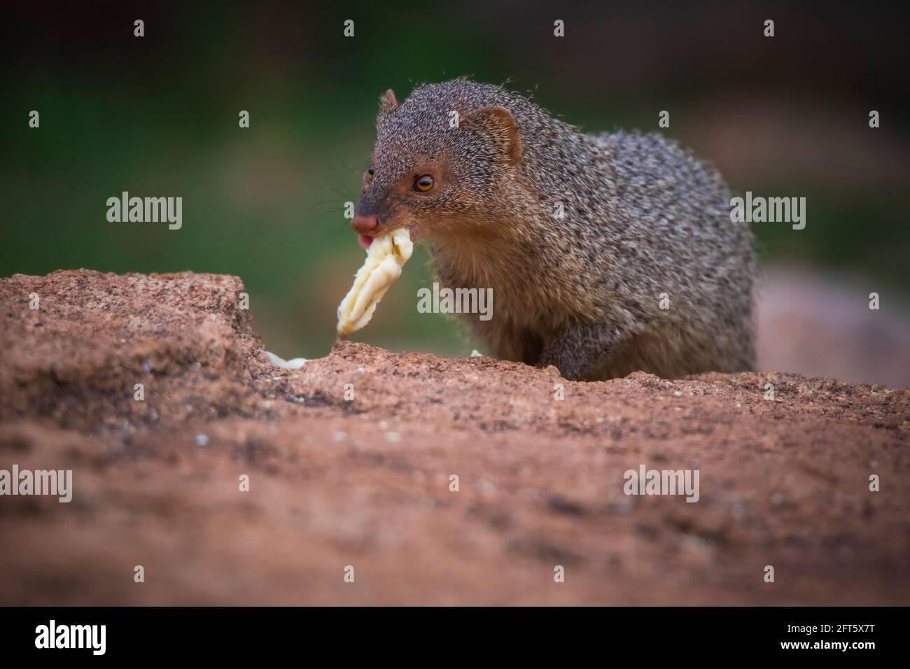Mongoose rodent animal animals hi-res stock photography and images - Alamy