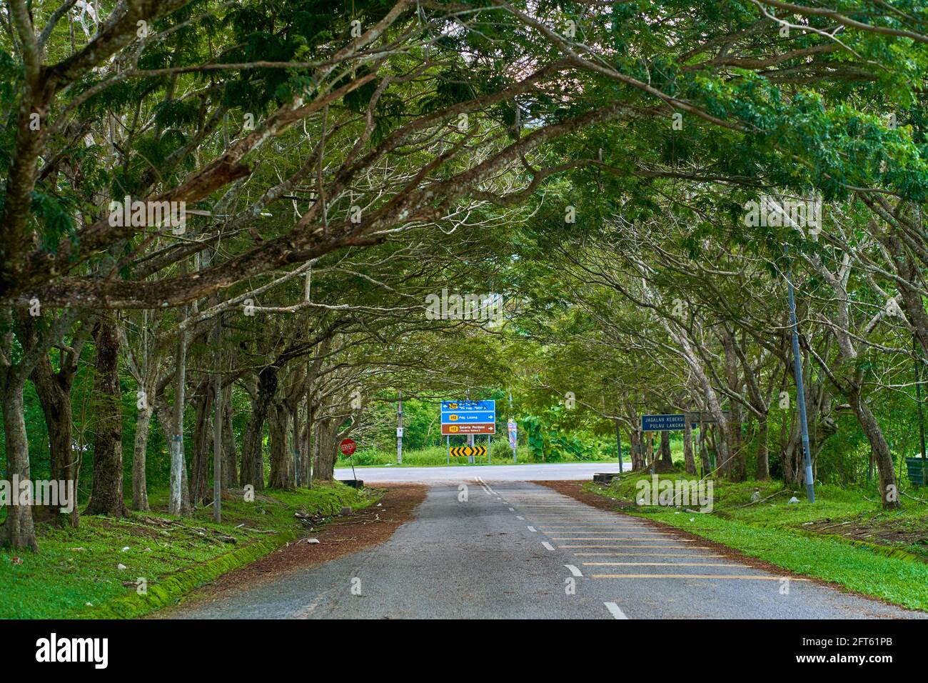 An asphalt road through an arch of trees Stock Photo - Alamy