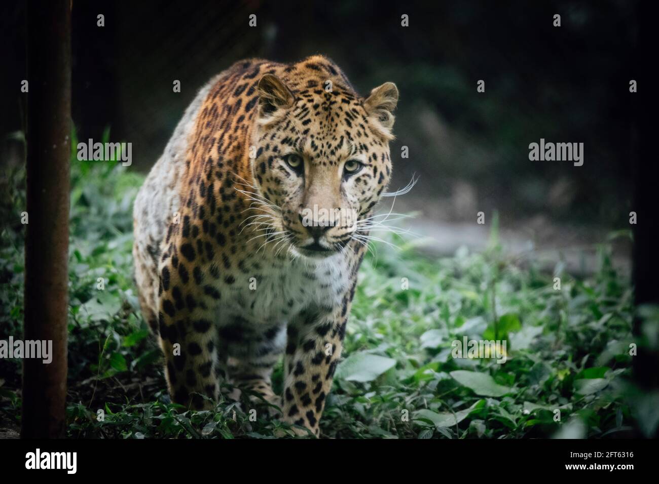 Indian leopard, Panthera pardus fusca, Sikkim, India Stock Photo - Alamy