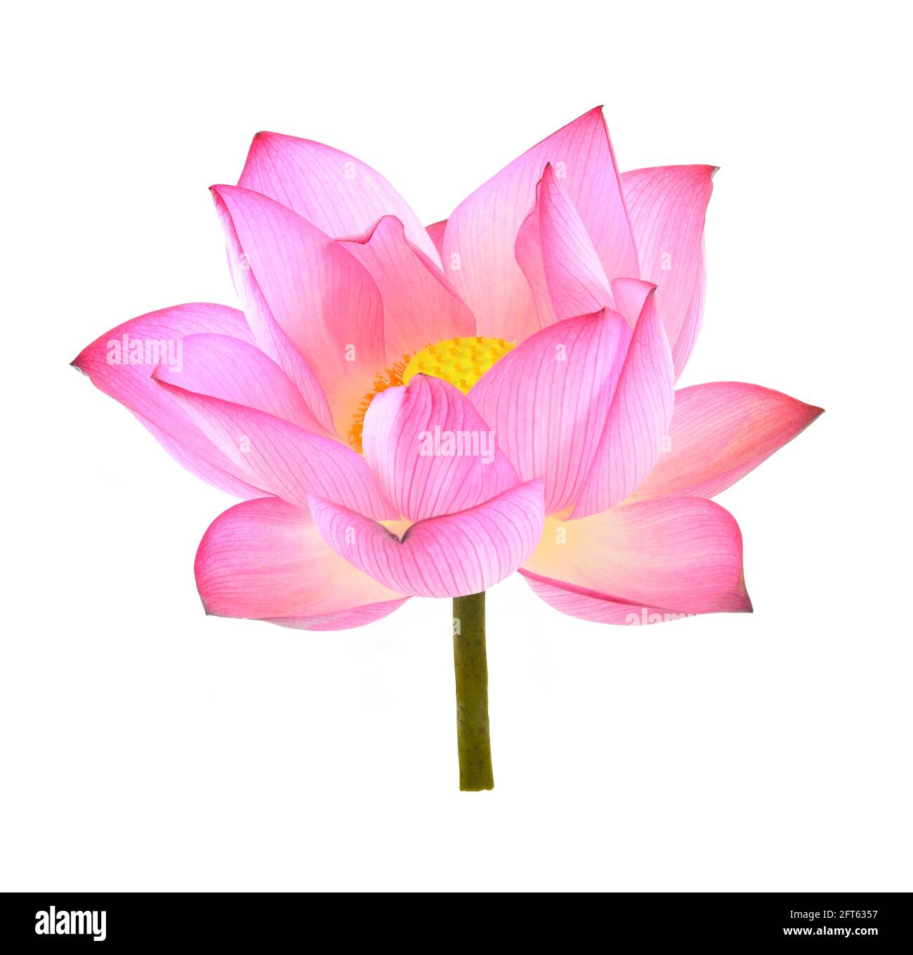 lotus isolated on white background Stock Photo - Alamy