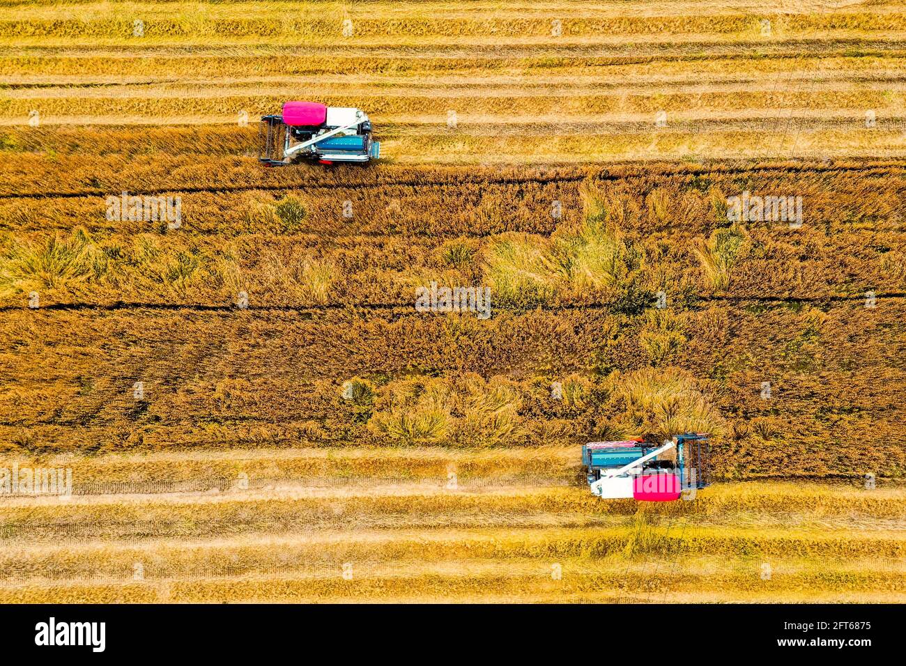Reaping from seeds hi-res stock photography and images - Alamy