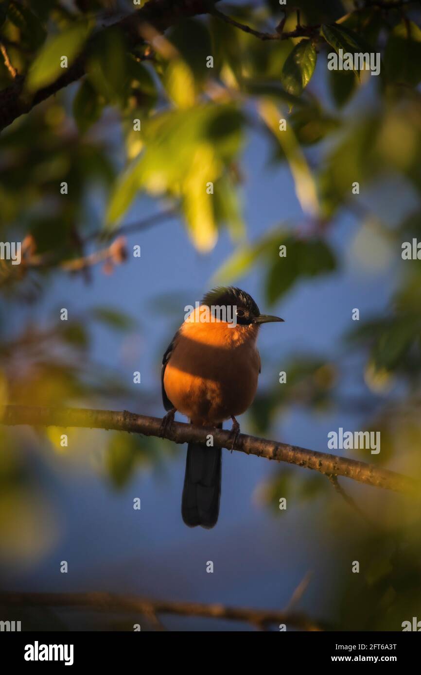 Rufous Sibia, Heterophasia capistrata, Okre, Sikkim, India Stock Photo ...
