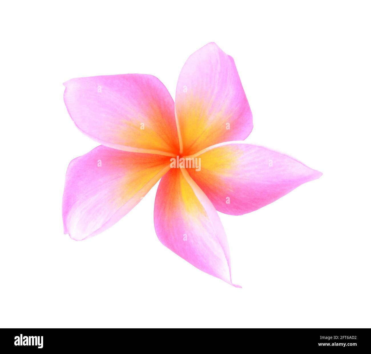 Plumeria isolated on white background Stock Photo - Alamy