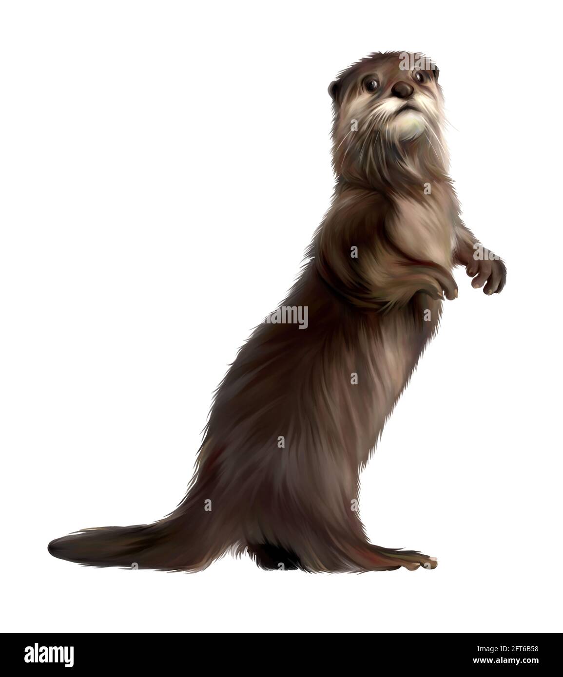 A beautiful otter drawn on a white background Stock Photo - Alamy