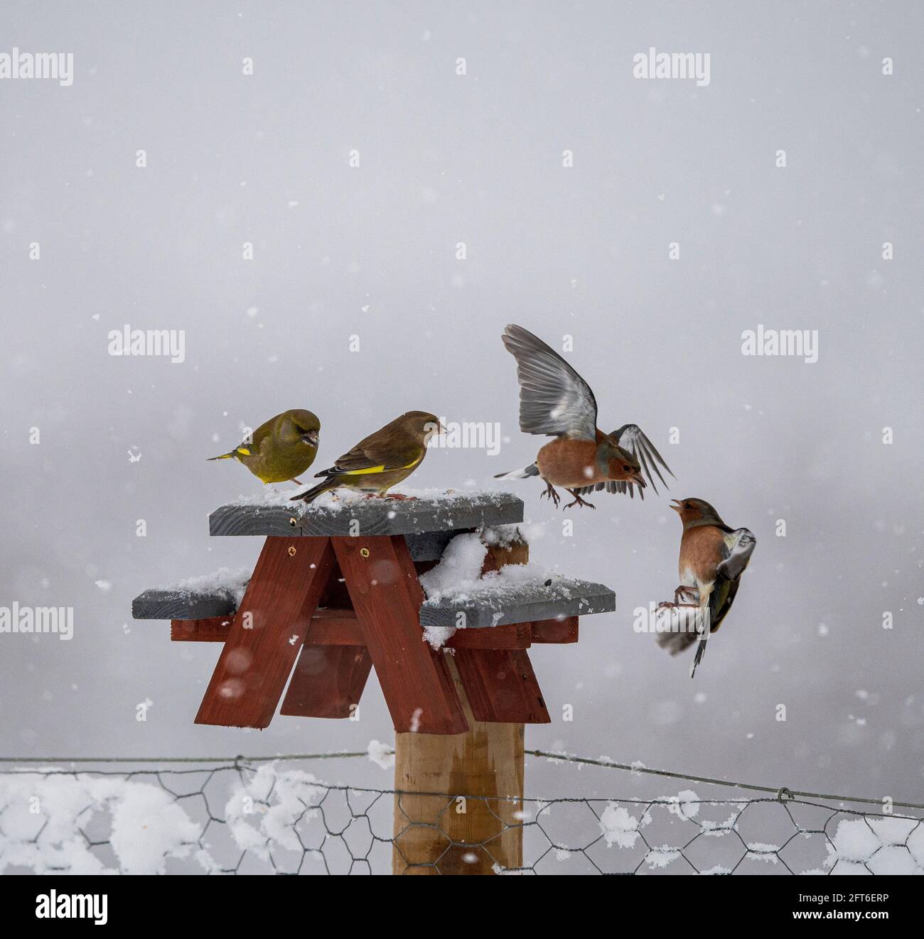 Birds on a bird table Stock Photo - Alamy
