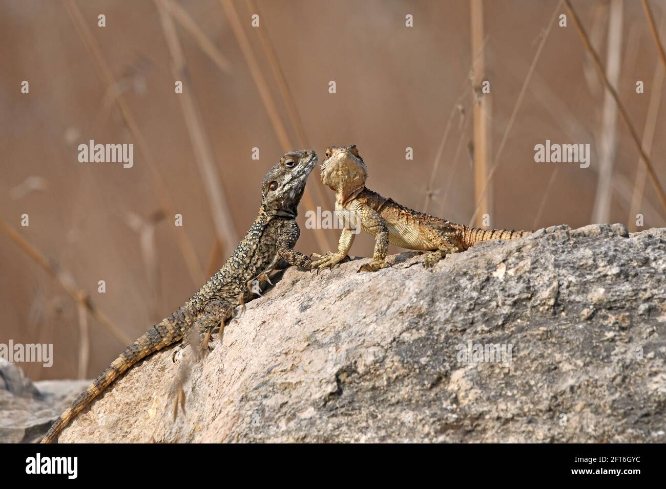 Agama lizard - male and female Stock Photo - Alamy