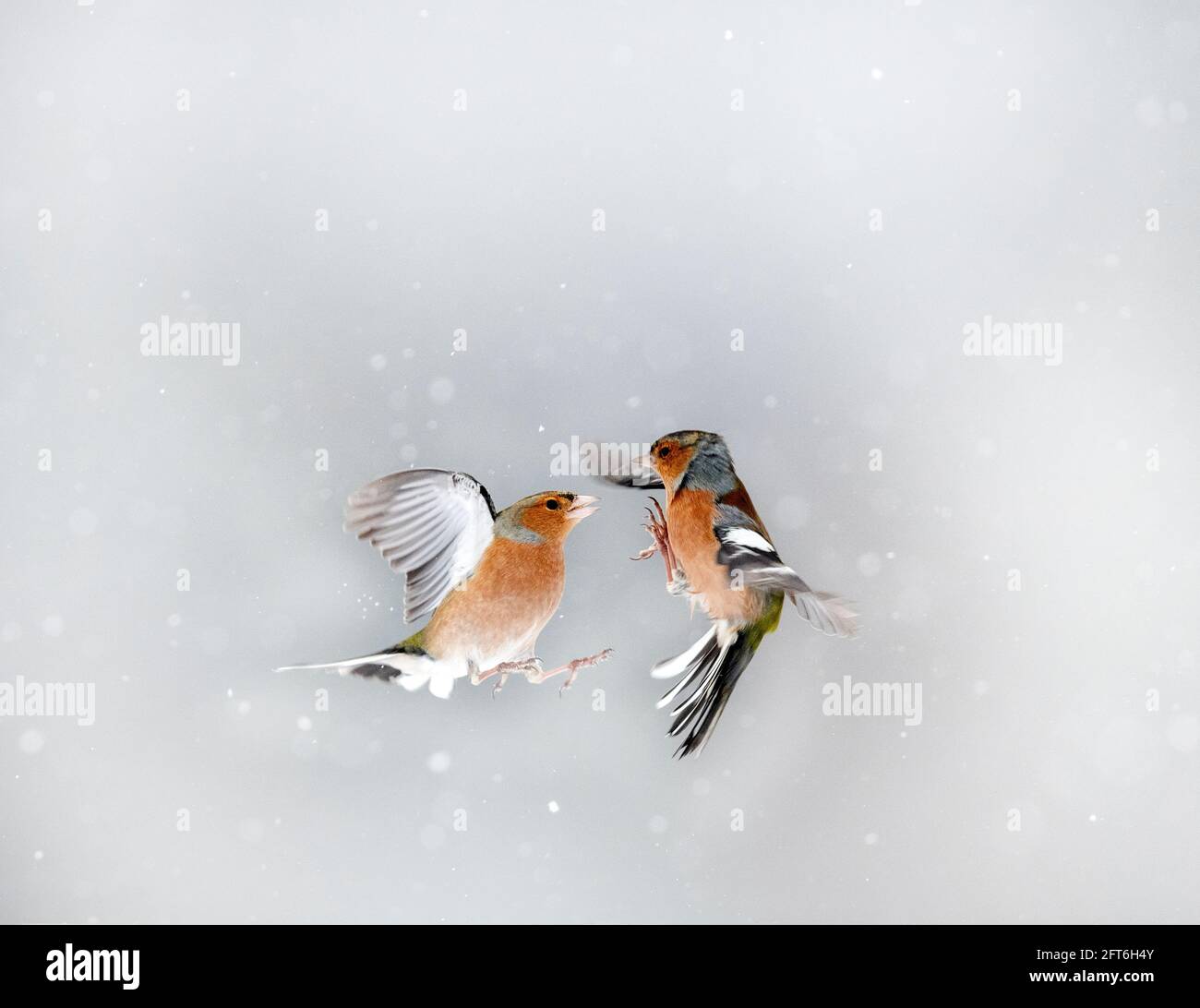 Two Chaffinches squabbling Stock Photo - Alamy