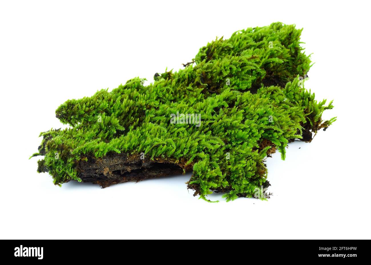 Moss floor forest Cut Out Stock Images & Pictures - Alamy