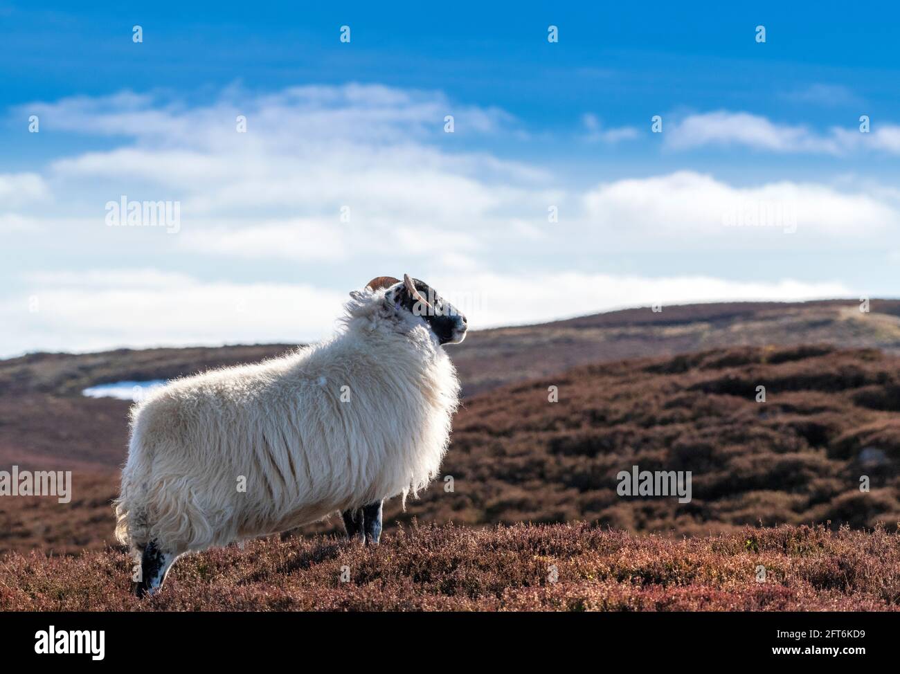 Scottish Blackface Sheep stood amongst the heather on moorland at Glen ...