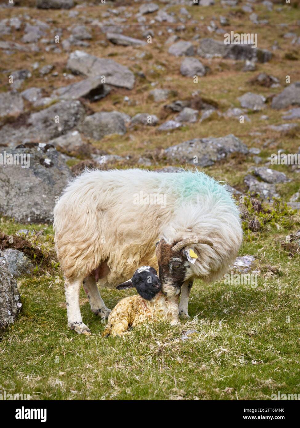 vertical photo of a horny sheep licking her breeding, newly born Stock ...