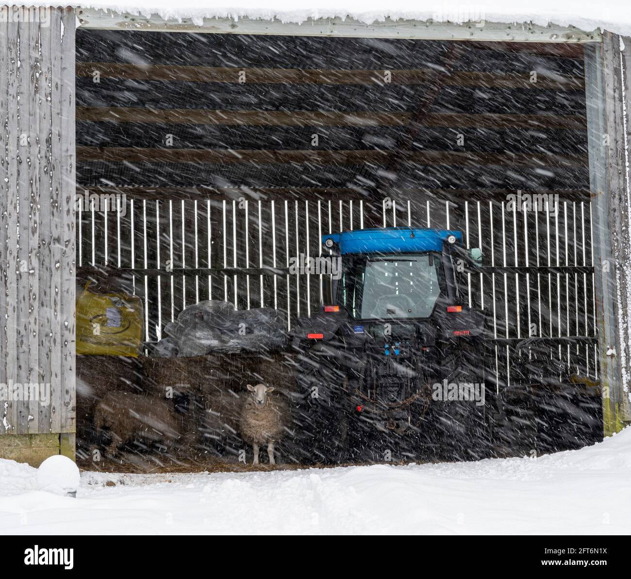 Animals shelter blizzard hi-res stock photography and images - Alamy