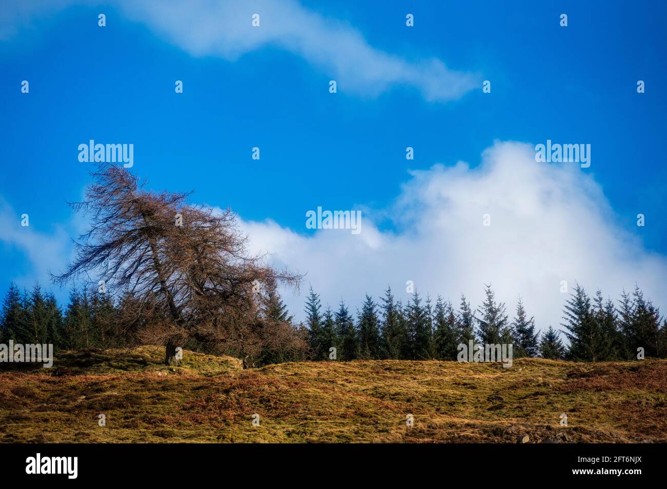 Windblown Tree on a Scottish Hillside with a woodland of Spruce Trees ...
