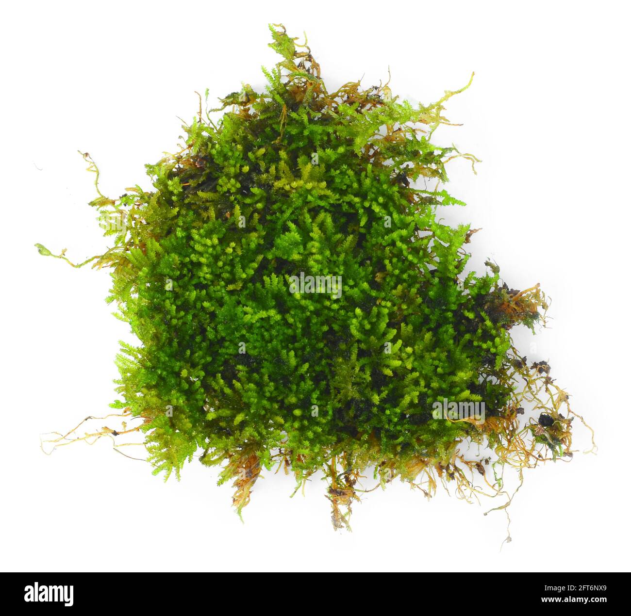 Tree moss texture Cut Out Stock Images & Pictures - Alamy