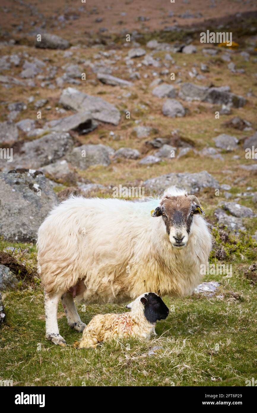 vertical shooting of sheep and breeding in mountainous environments ...