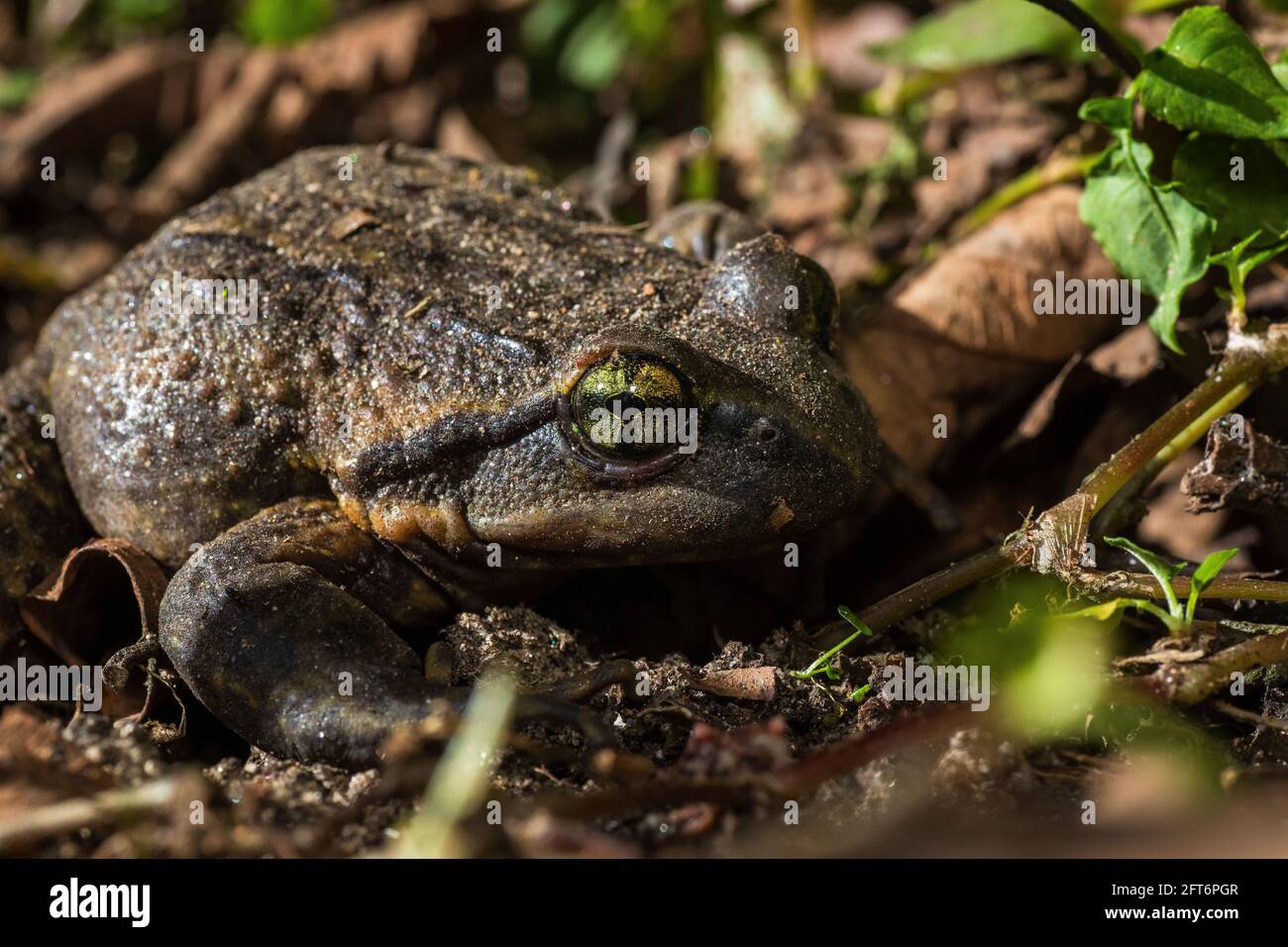 Sikkim paa frog hi-res stock photography and images - Alamy