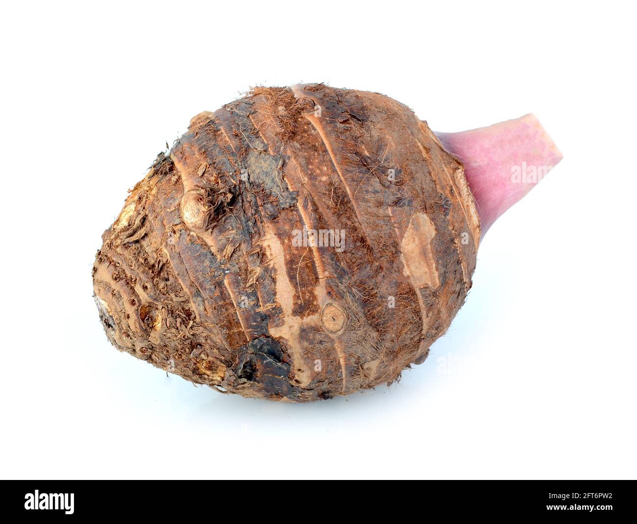 taro isolated on white background Stock Photo - Alamy