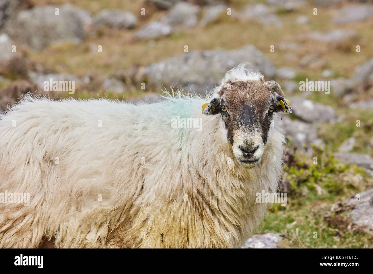 Horned ruminant hi-res stock photography and images - Alamy