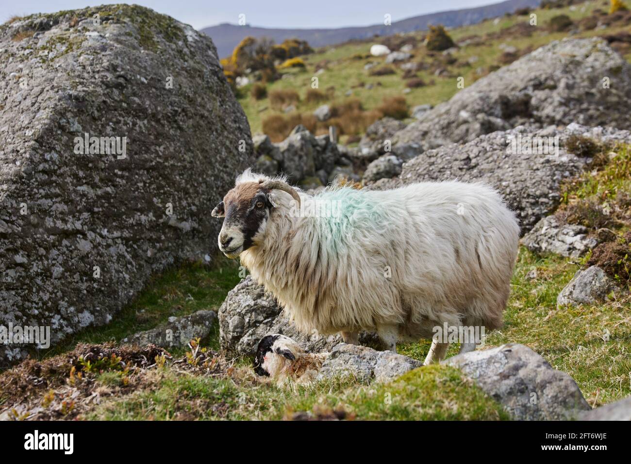 Beautiful goat alpine breed hi-res stock photography and images - Alamy