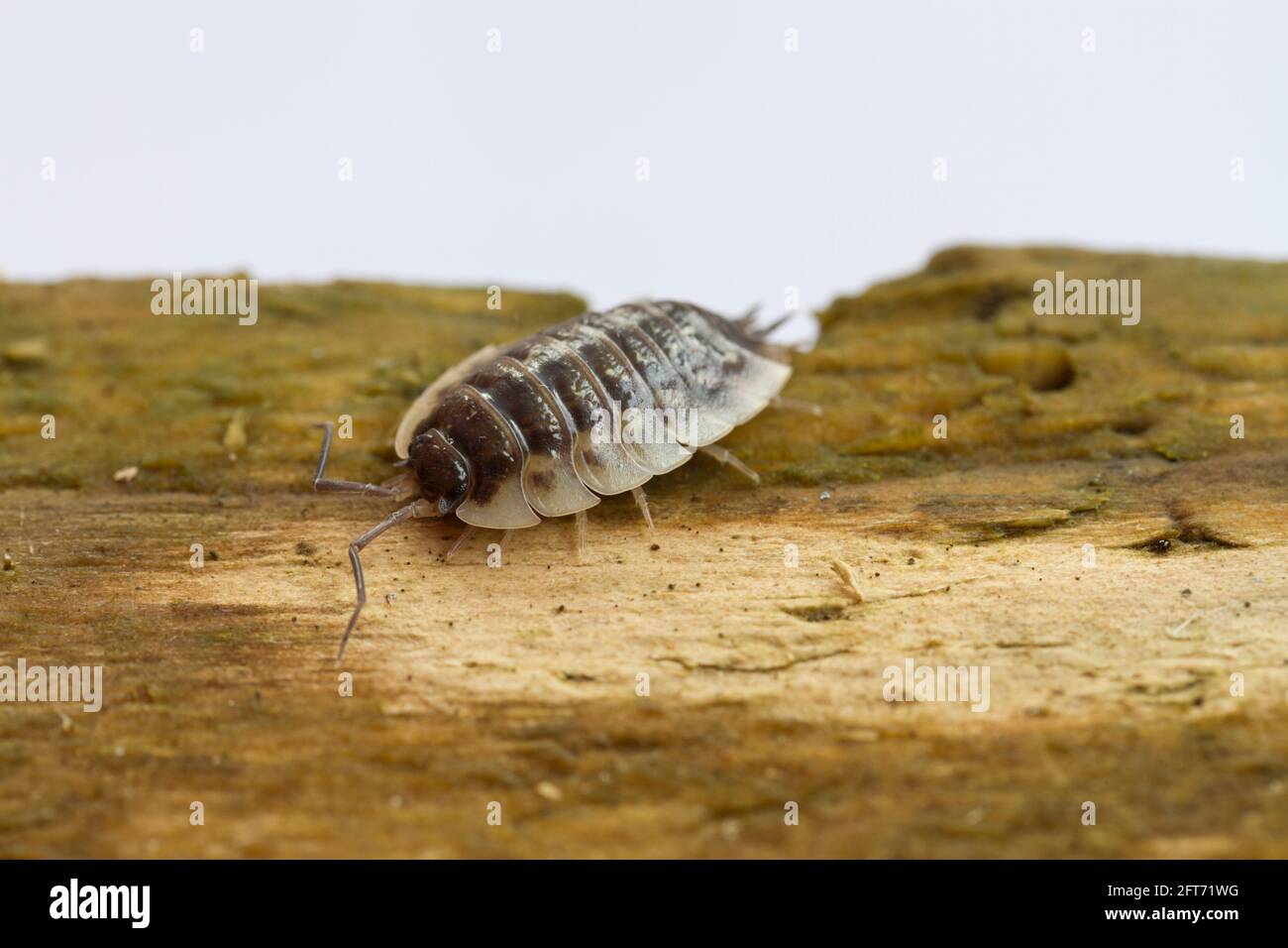 Woodlouse on decayed wood Stock Photo - Alamy