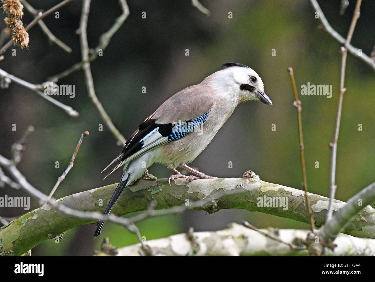 Jay in the forest hi-res stock photography and images - Alamy