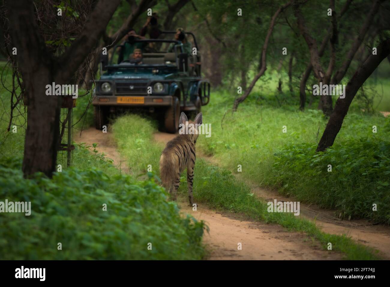 Striped Hyena, Hyaena hyaena, Jhalana, Rajasthan, India Stock Photo - Alamy