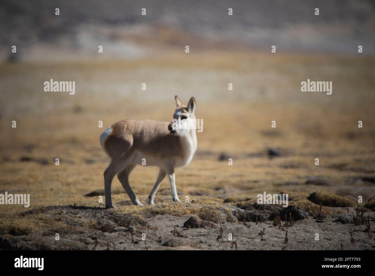 Procapra picticaudata hi-res stock photography and images - Alamy