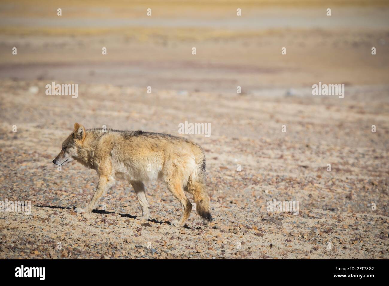 Tibetan Wolf, Canis lupus filchneri, Gurudonmar, Sikkim, India Stock Photo - Alamy