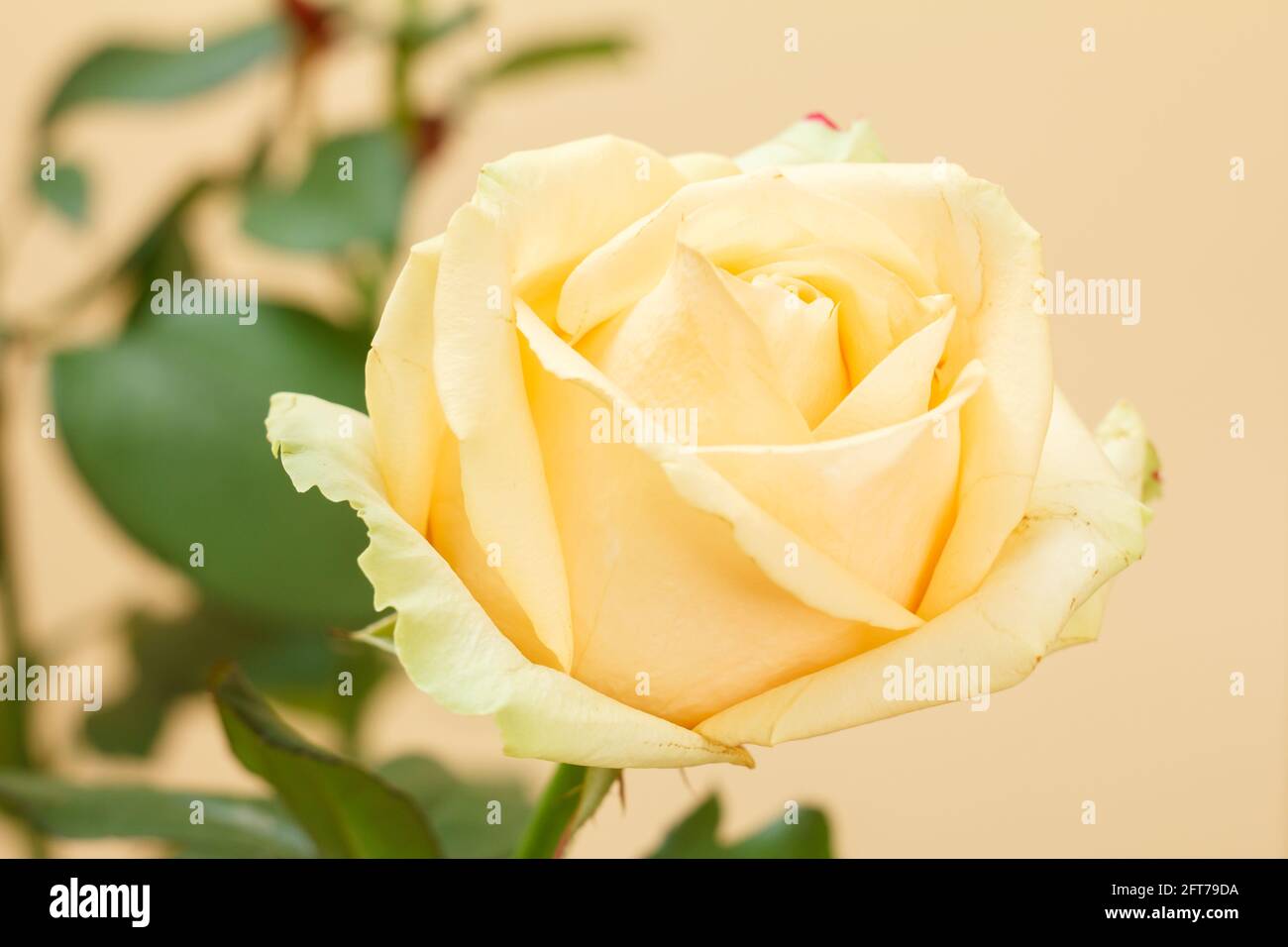 Bud beautiful yellow rose hi-res stock photography and images - Alamy