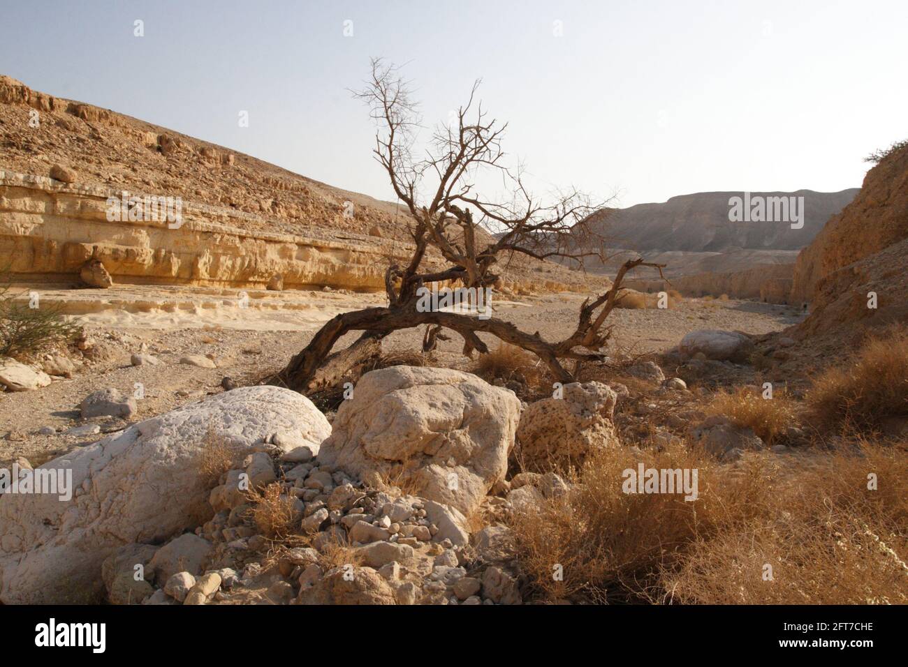 Fallen dry tree, huge boulders and rough terrain in the dry riverbed of ...