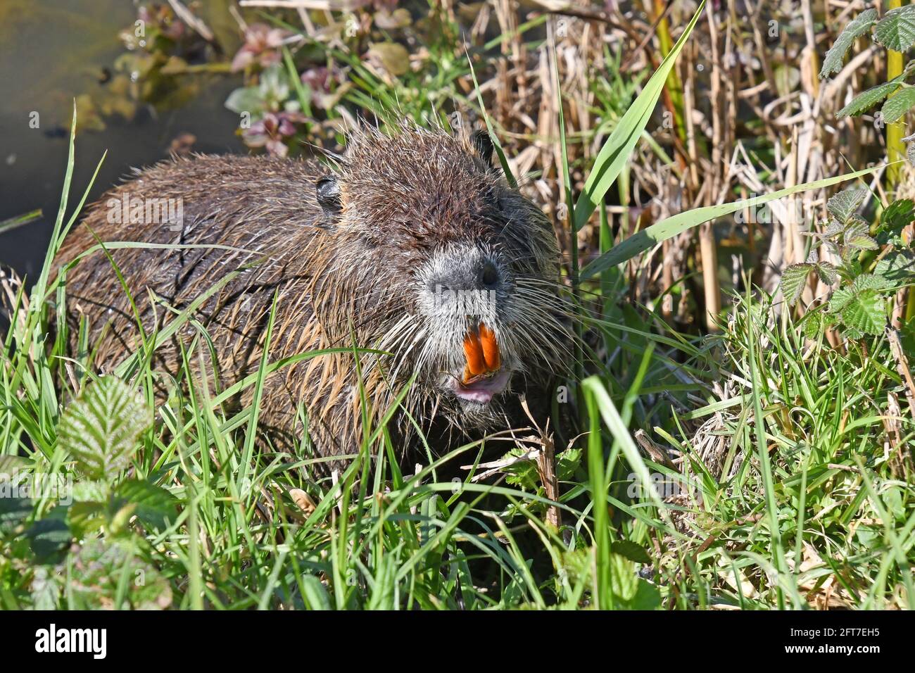 Rat teeth hi-res stock photography and images - Alamy