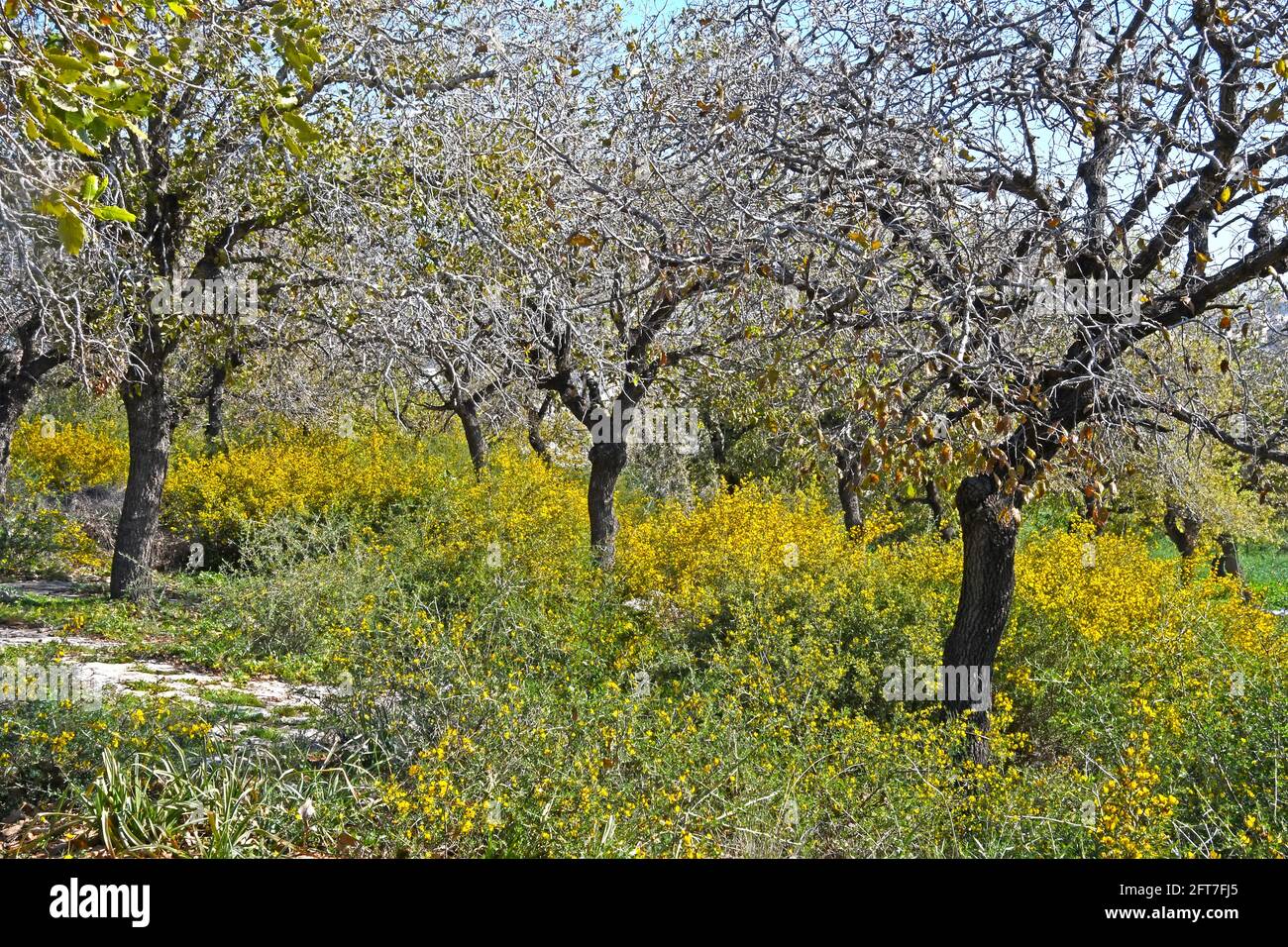 Israel tree oak hi-res stock photography and images - Alamy