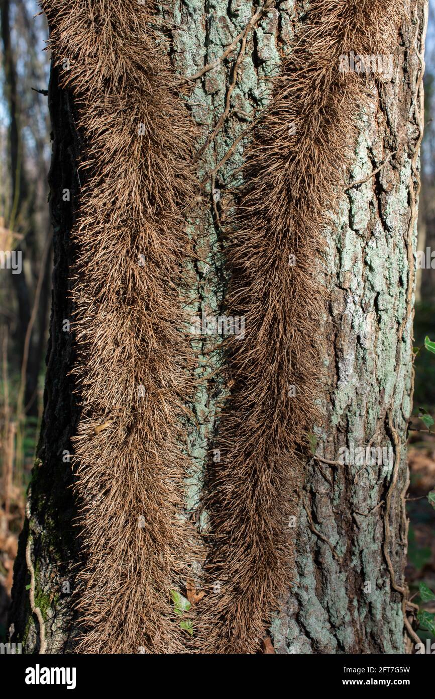 Tree bark that has a plant surrounding it on display Stock Photo - Alamy