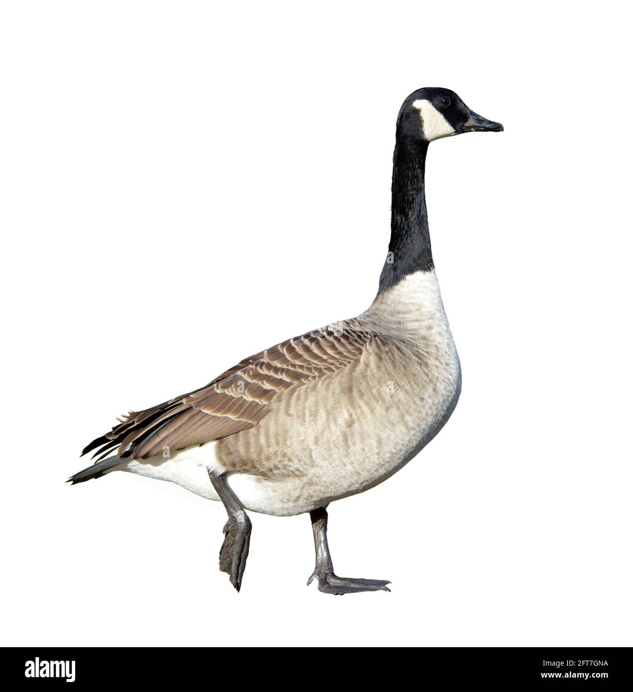 Branta branta canadensis Cut Out Stock Images & Pictures - Alamy