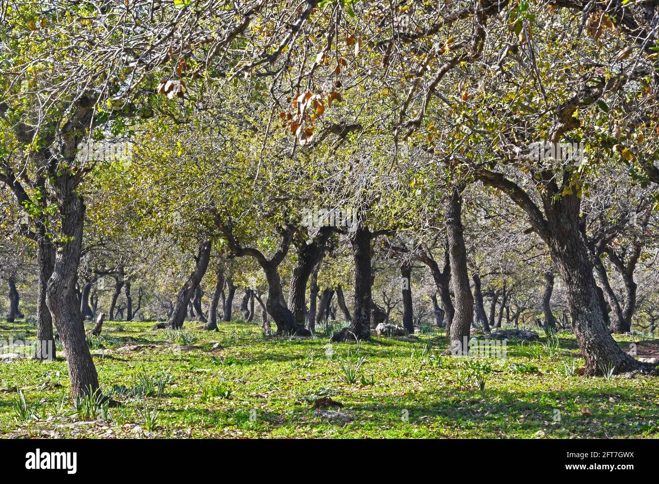 Oak forest in the Lower Galilee, Israel Stock Photo - Alamy