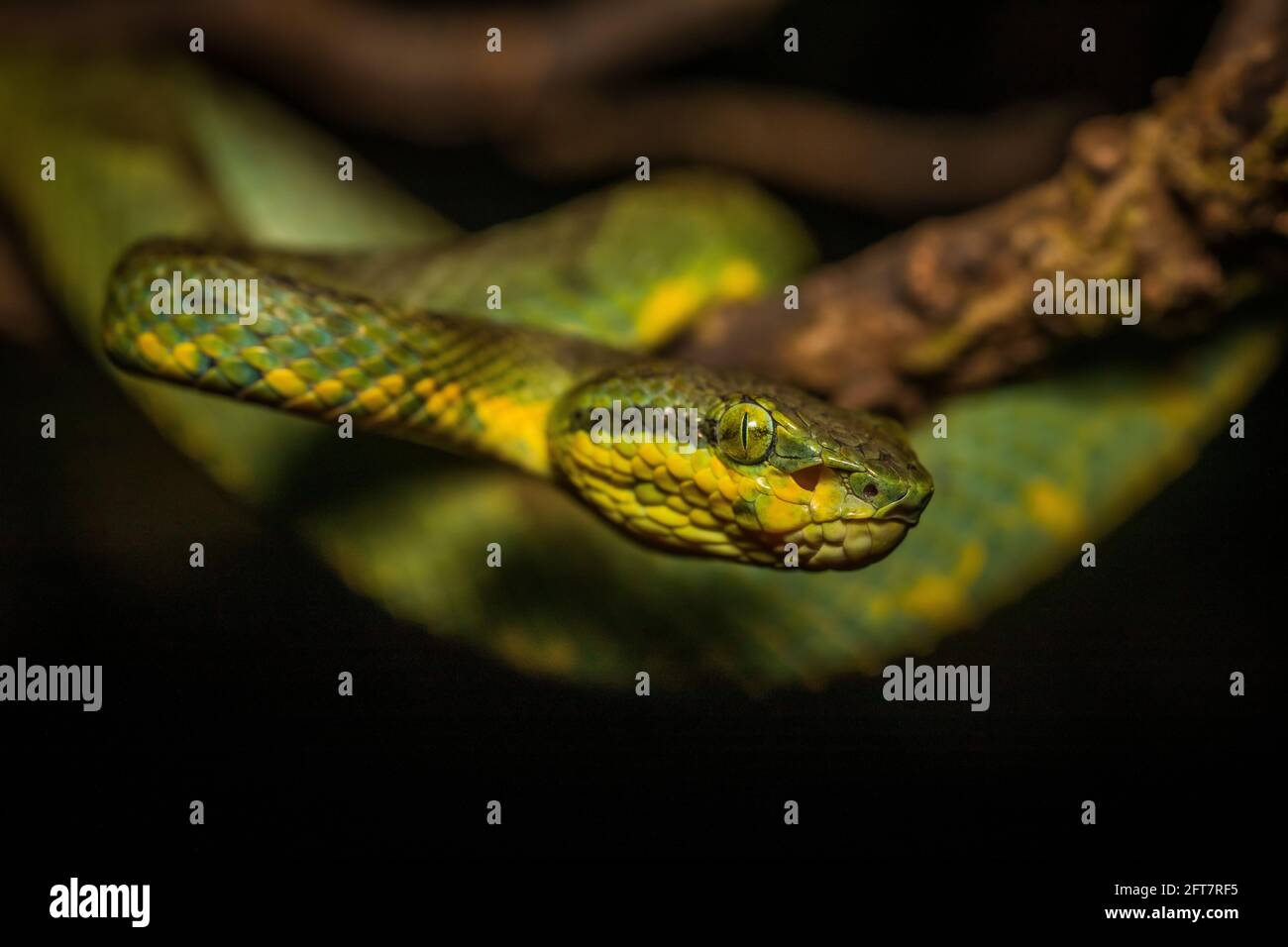Bamboo Pit Viper, Trimeresurus gramineus, Satara, Maharashtra, India ...