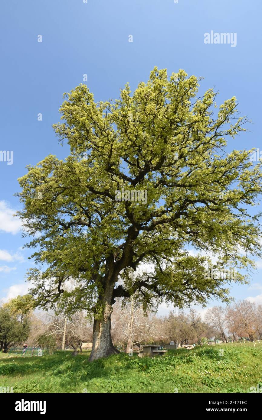 Giant oak tree Stock Photo - Alamy