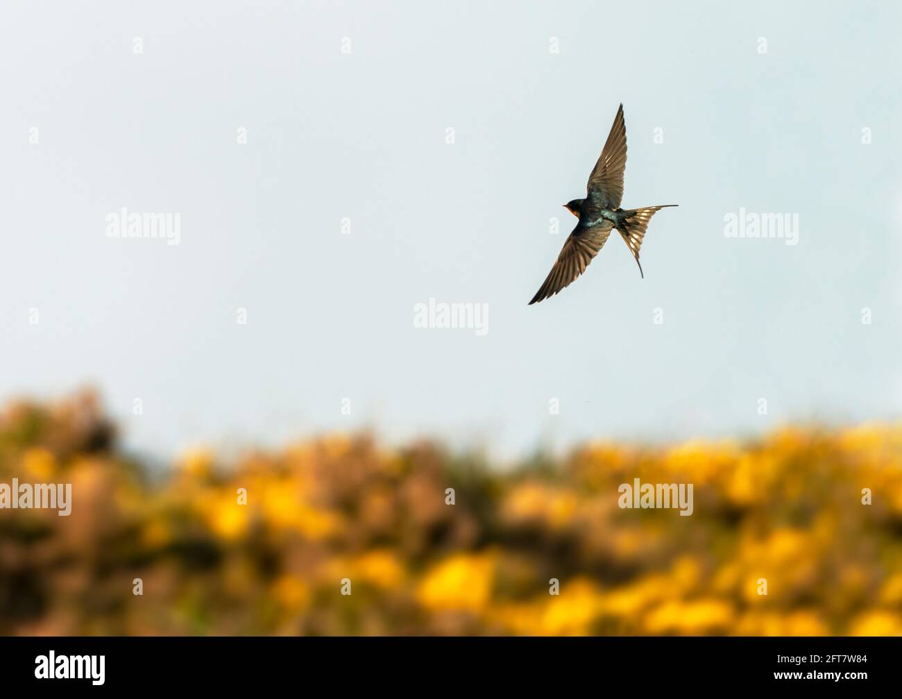 A single Swallow (Hirundo rustica) hunting insects over gorse bushes ...