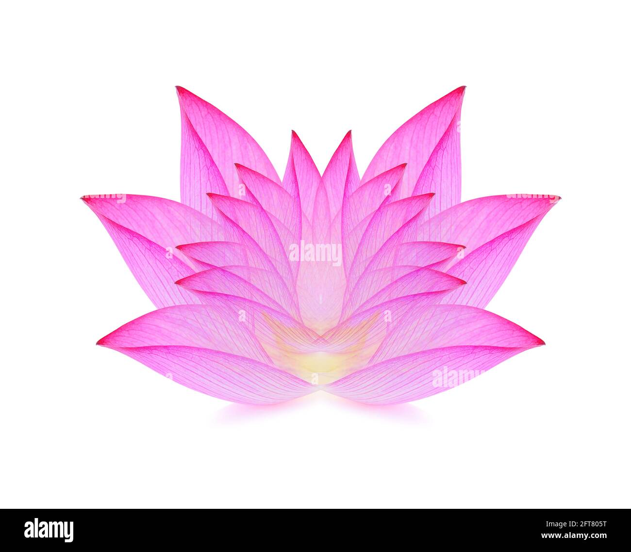 lotus isolated on white background Stock Photo - Alamy