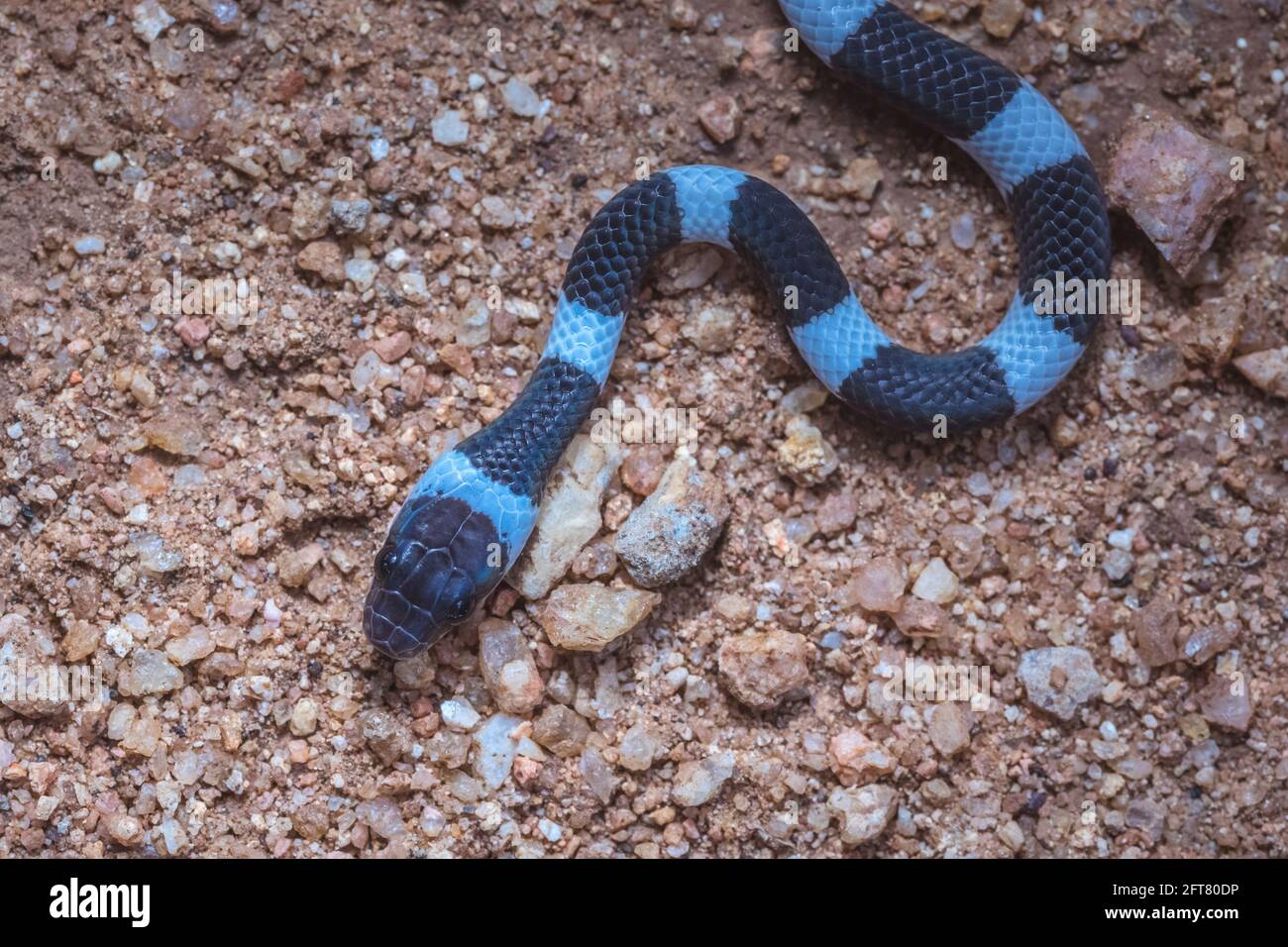 Common Bridle Snake, full body shot, Dryocalamus nympha, Hampi ...