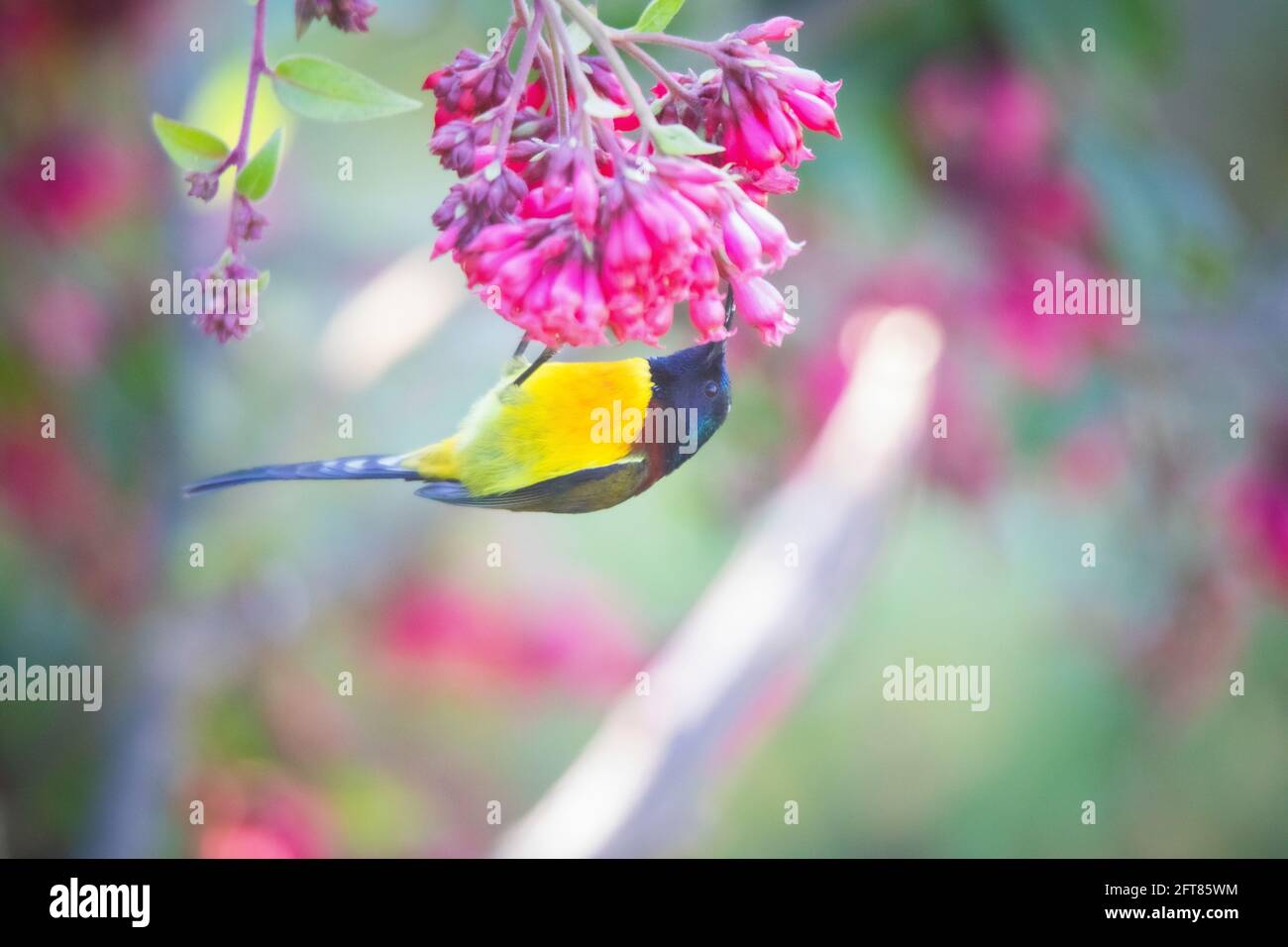 Green tailed sunbird hi-res stock photography and images - Alamy