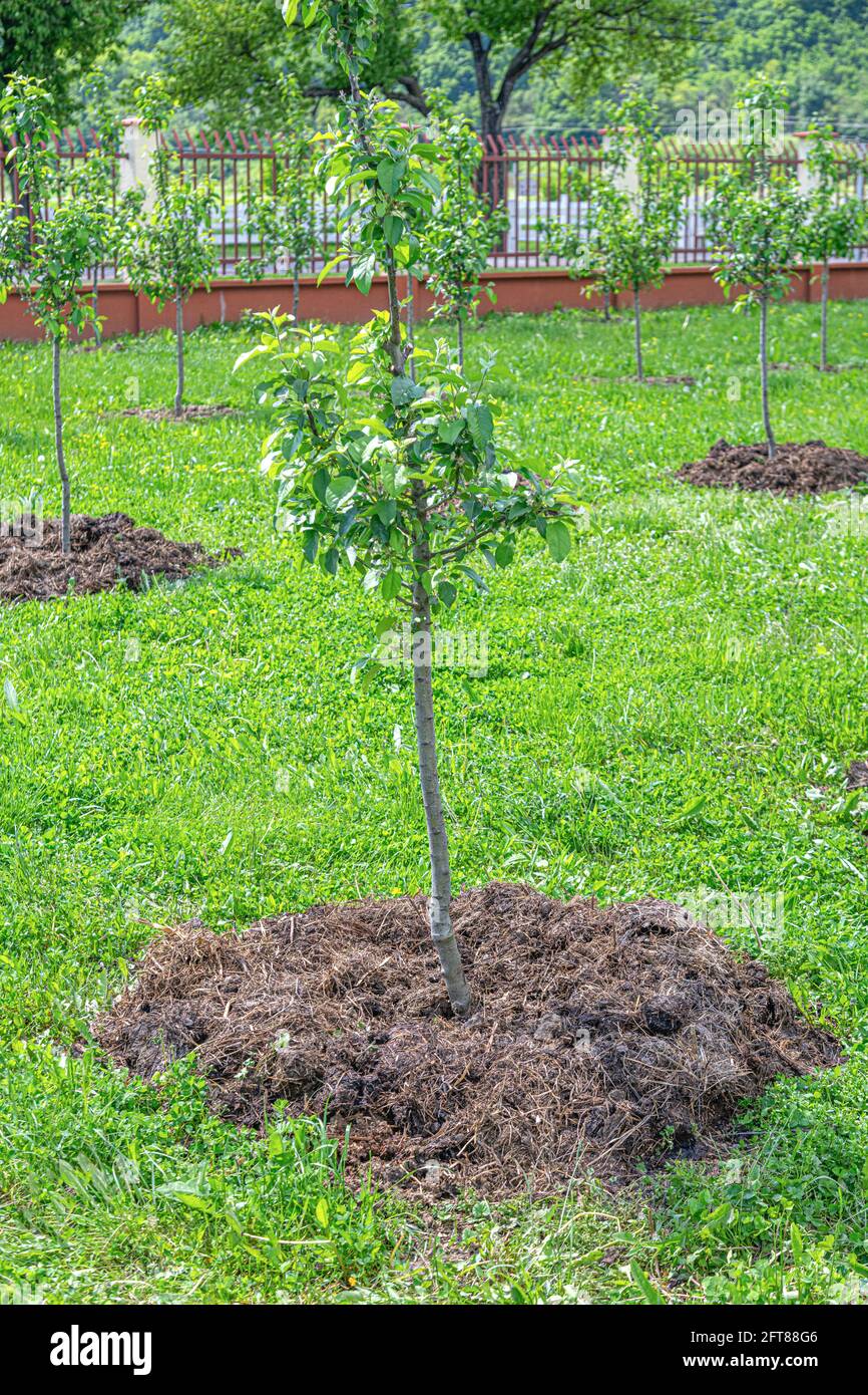 Apple trees are planted on a plot of land Stock Photo - Alamy