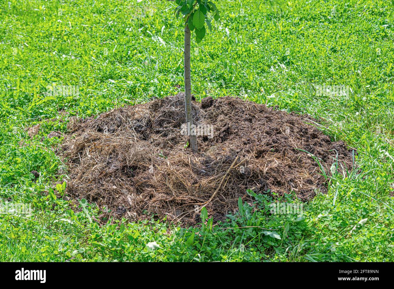 Apple trees are planted on a plot of land Stock Photo - Alamy