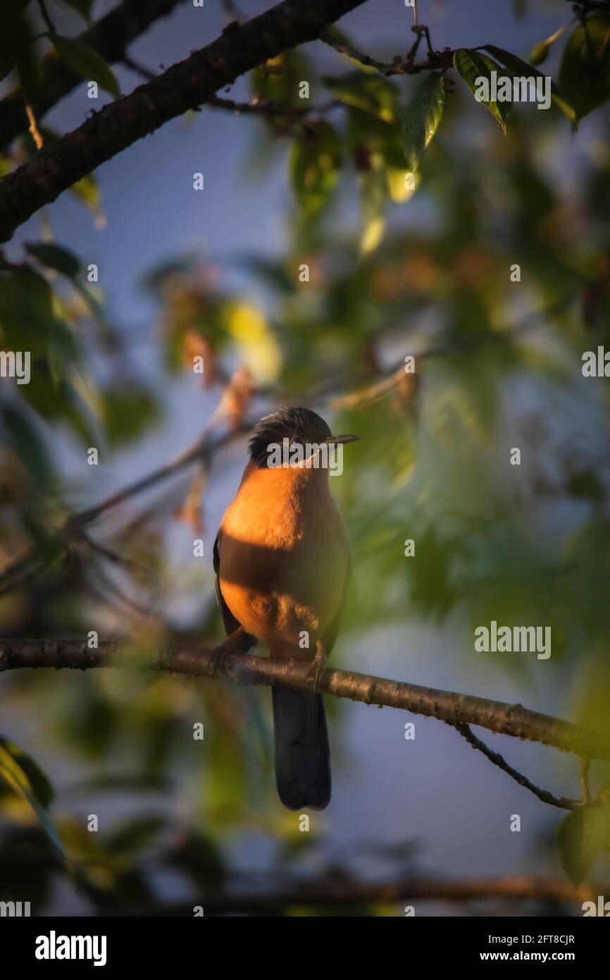 Rufous Sibia, Heterophasia capistrata, Okre, Sikkim, India Stock Photo ...