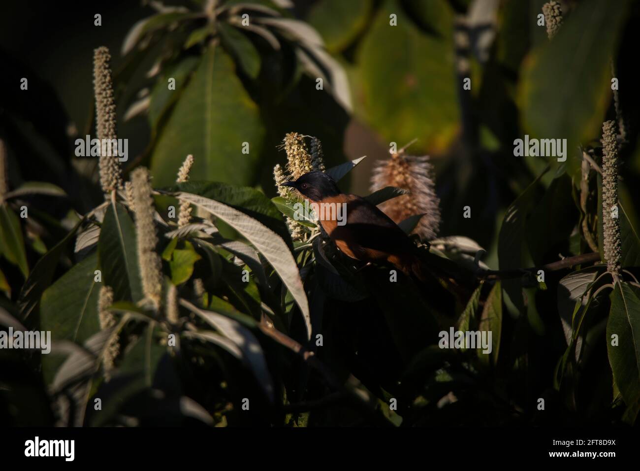 Rufous Sibia, Heterophasia capistrata, Okre, Sikkim, India Stock Photo ...