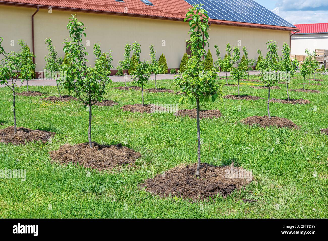 Apple trees are planted on a plot of land Stock Photo - Alamy