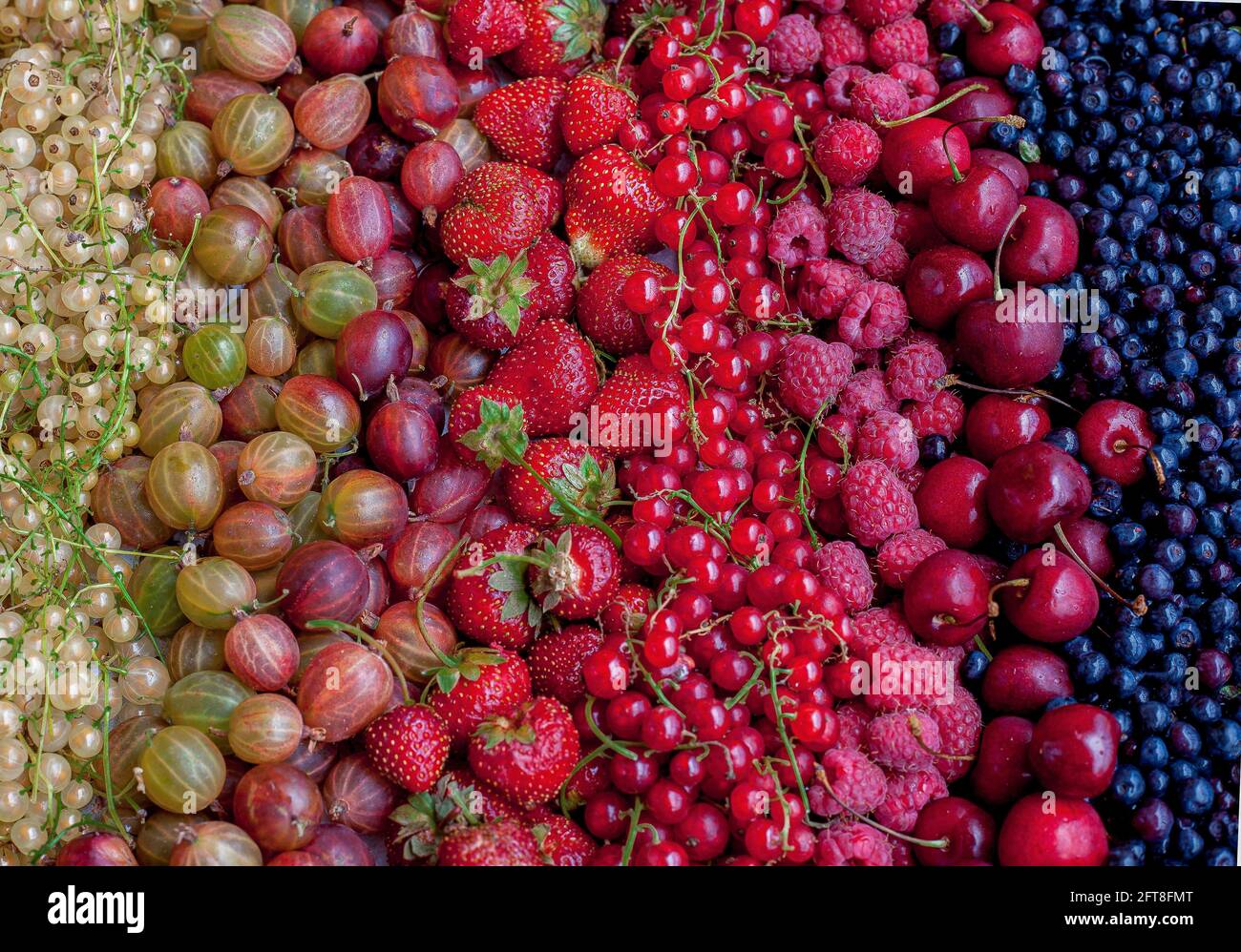 Summer background from berries and fruits. White and red currants ...