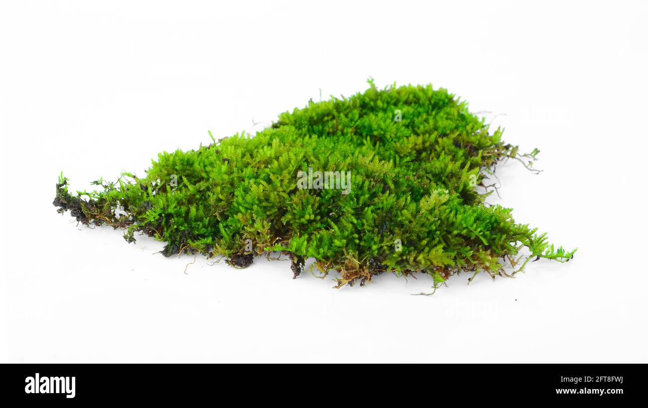 fresh green Moss on white background Stock Photo - Alamy
